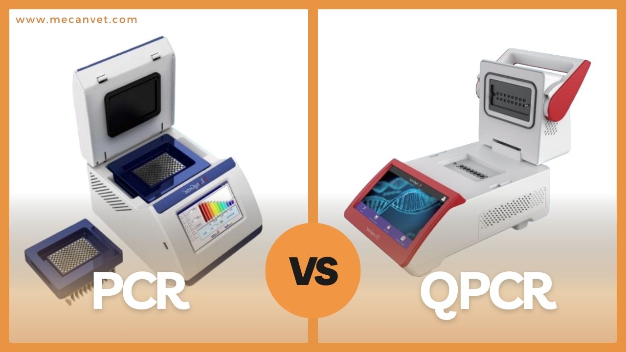 Differences Between PCR and qPCR